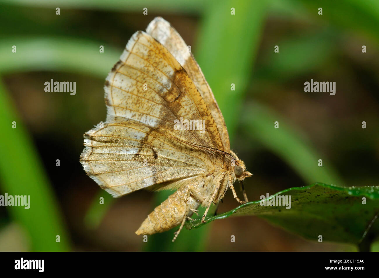 Little Thorn Moth - Cepphis advenaria Stock Photo - Alamy
