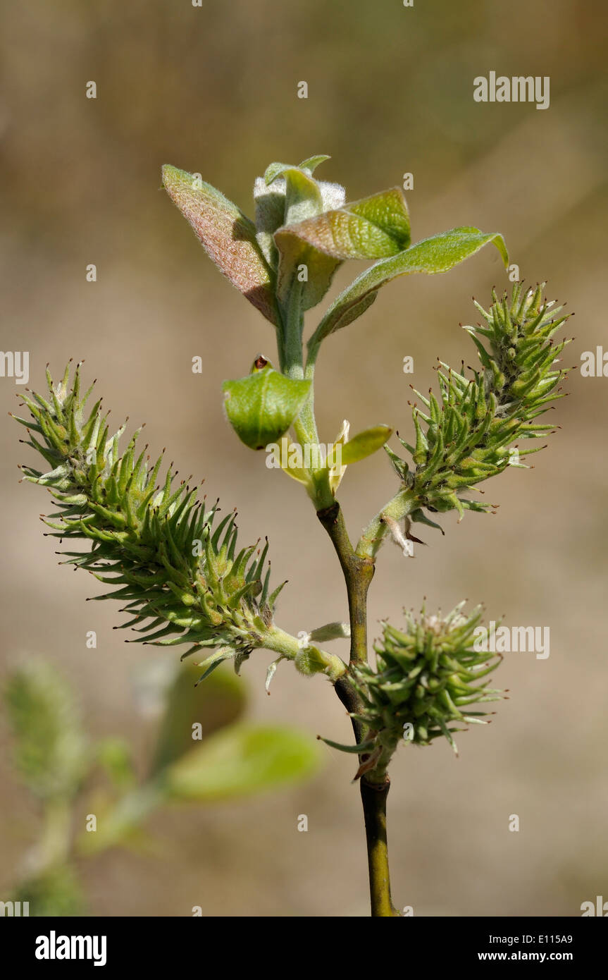 Goat Willow - Salix caprea New spring leaves & female catkins Stock ...