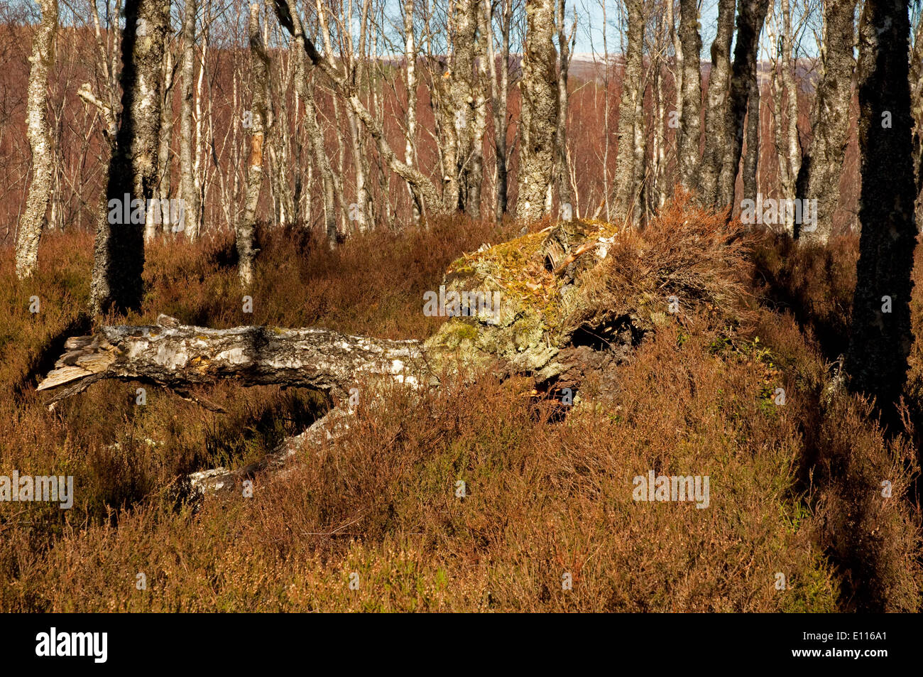 Fallen birch tree hi-res stock photography and images - Alamy