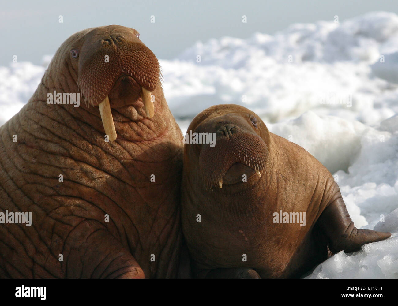 A walrus cow with her calf, a common sight in the Arctic regions where these pinnipeds live ...