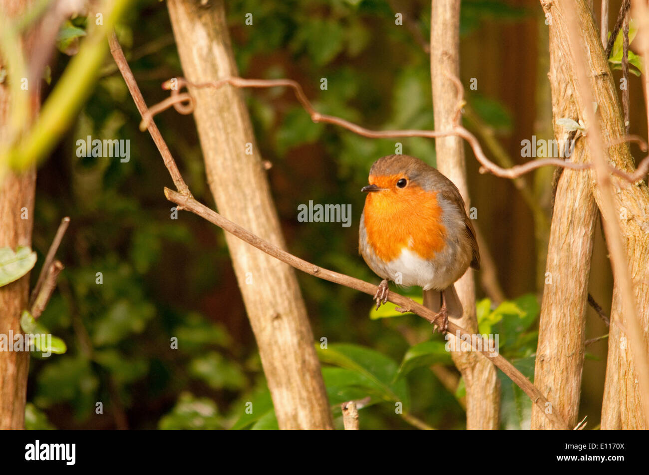 Buddleia in the winter hi-res stock photography and images - Alamy
