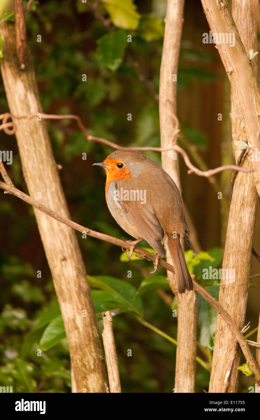 Buddleia in the winter hi-res stock photography and images - Alamy