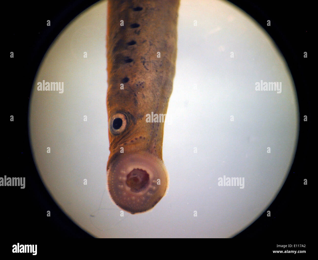 Lamprey eel hi-res stock photography and images - Alamy