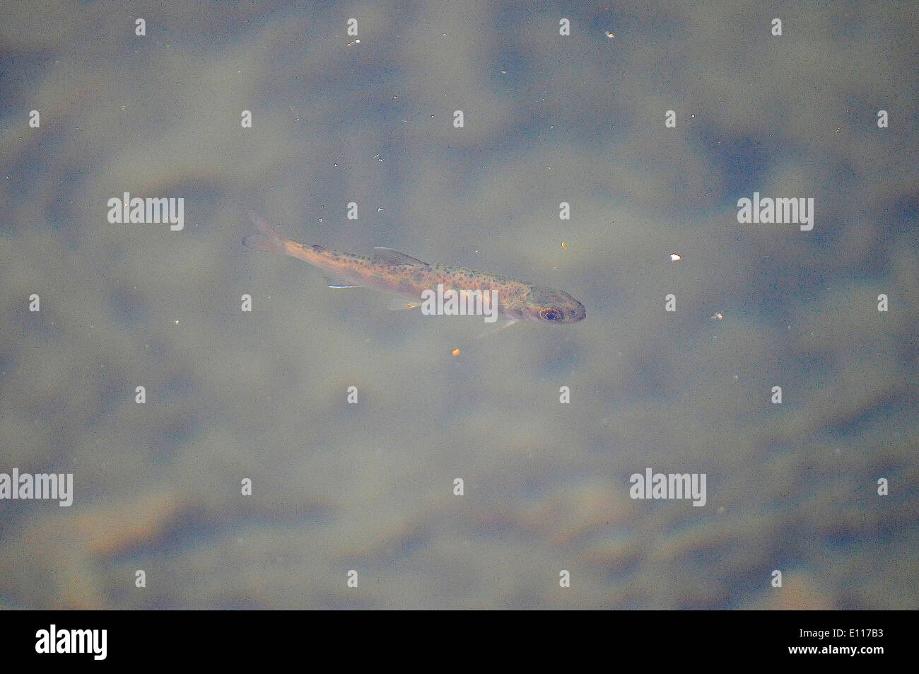 A juvenile salmonid, part of the salmon family, in its early life stage ...