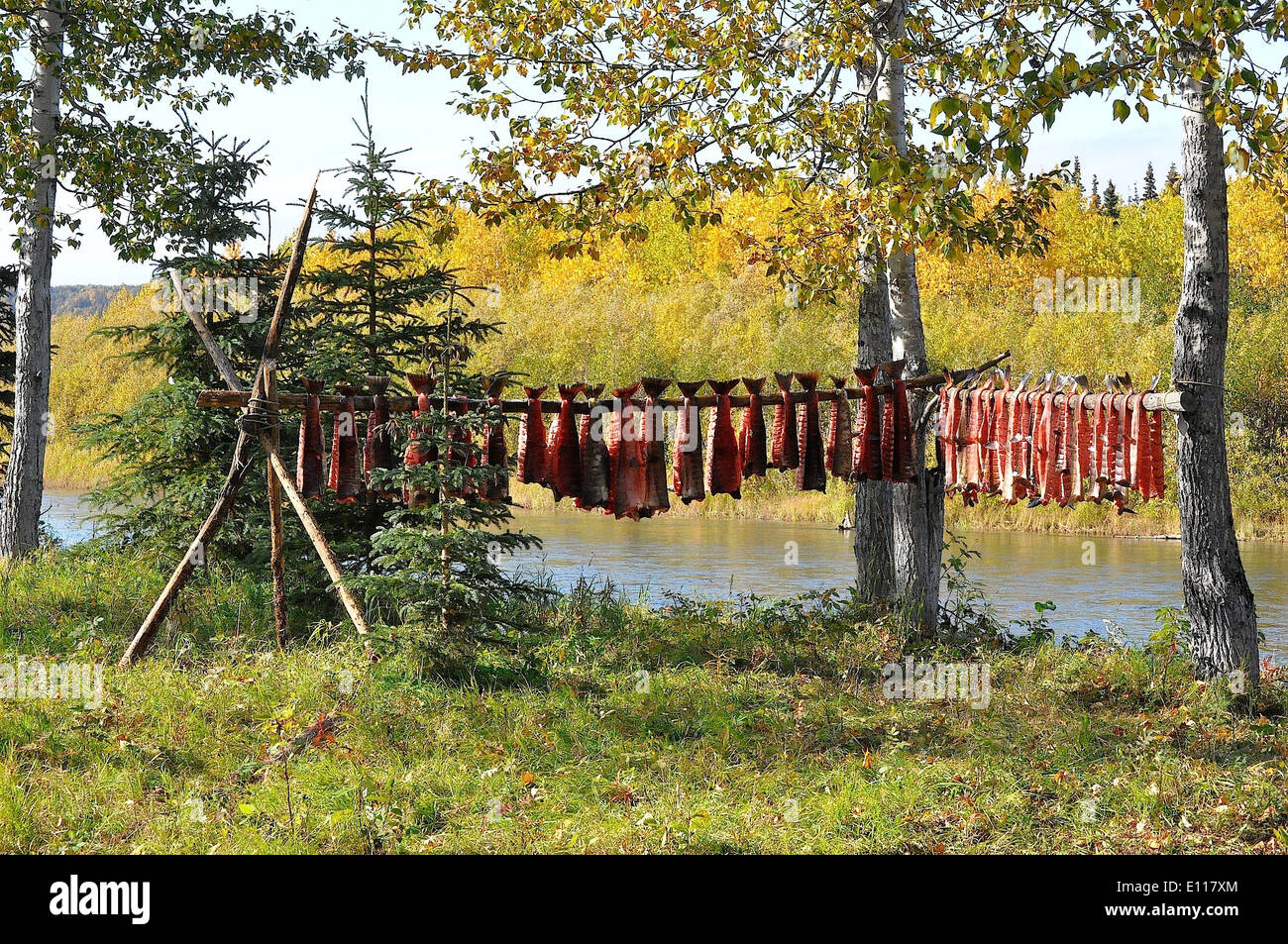 The Hanging Cut Fish is a term associated with specific fish species or ...