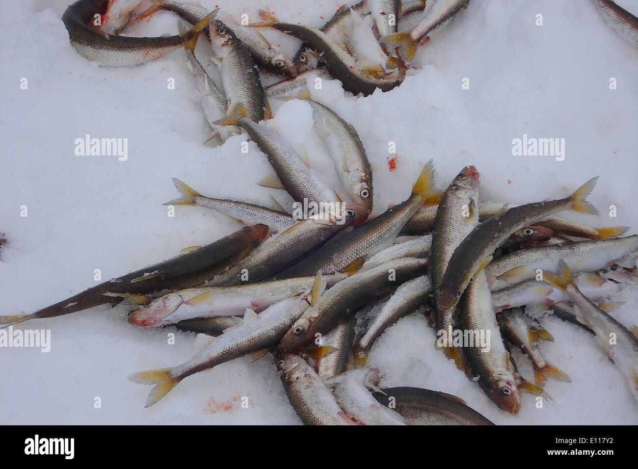 Saltwater ecosystems hi-res stock photography and images - Alamy