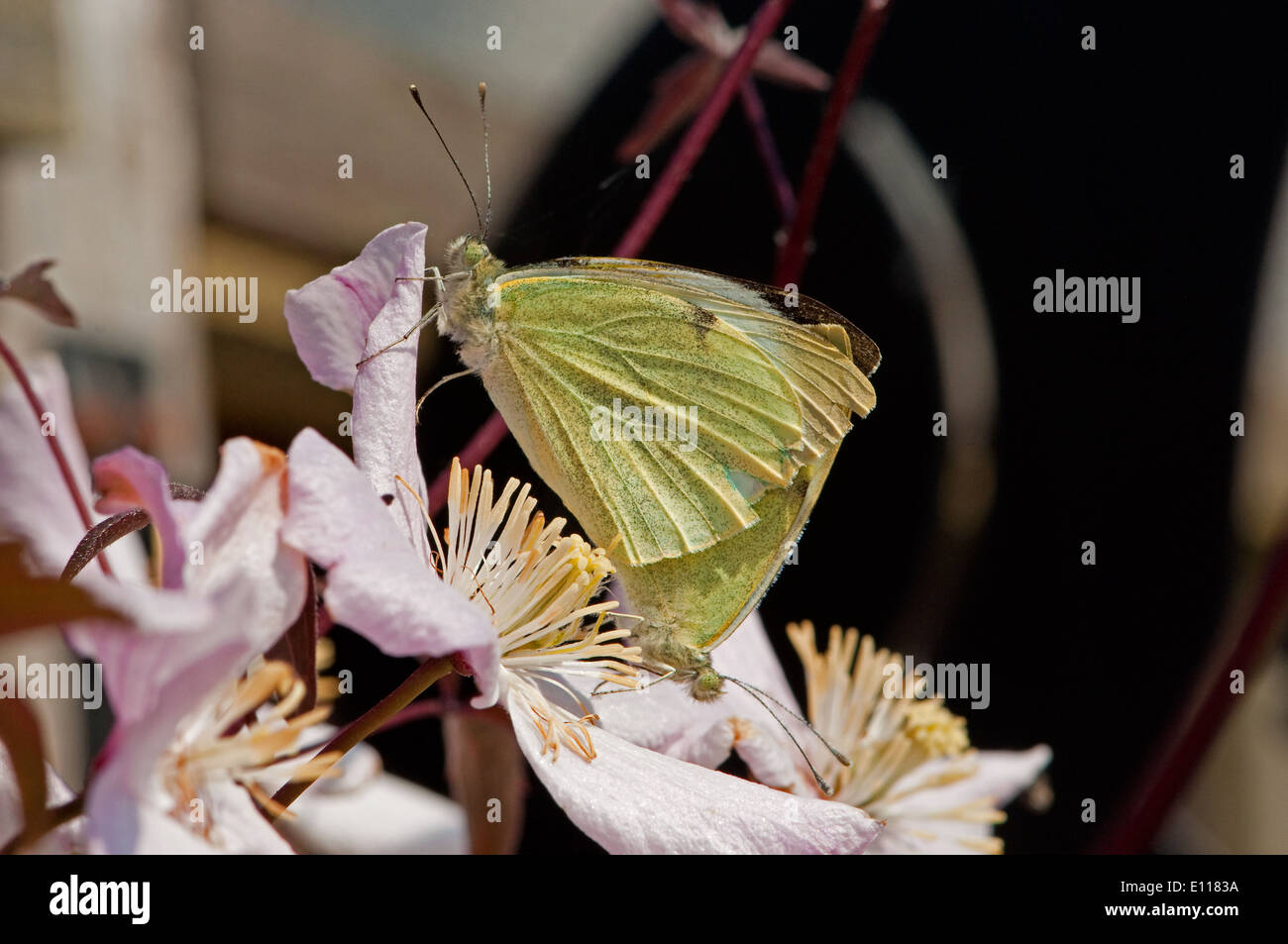 Clematis butterflies hi-res stock photography and images - Alamy