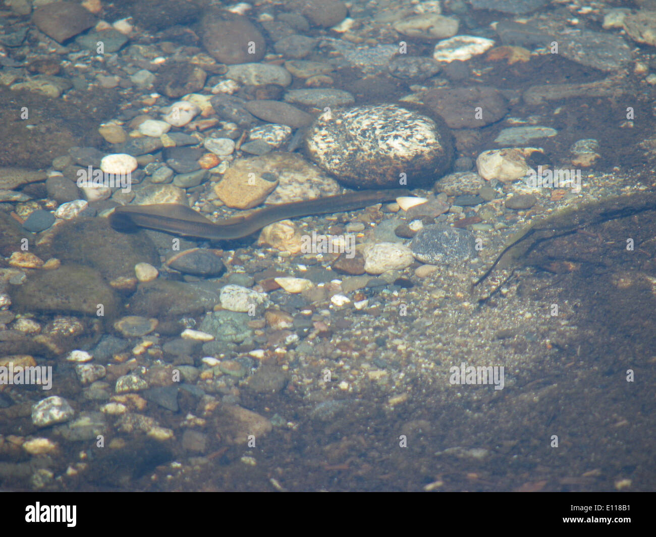 Primitive fish hi-res stock photography and images - Alamy