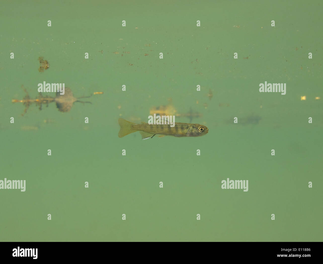 Coho salmon life cycle hi-res stock photography and images - Alamy