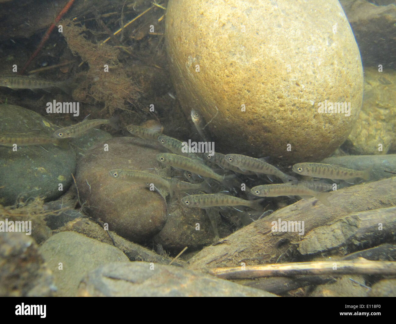 A juvenile coho salmon in Alaska, highlighting the species' early life ...