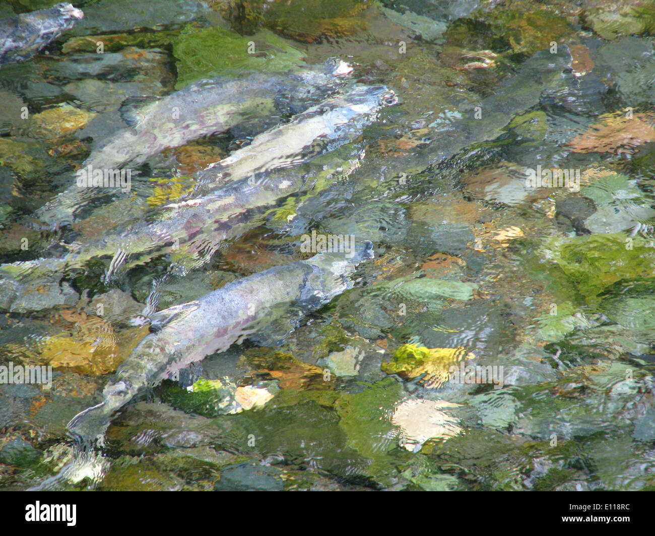 Chum salmon undertake long migratory journeys to spawn in their natal ...