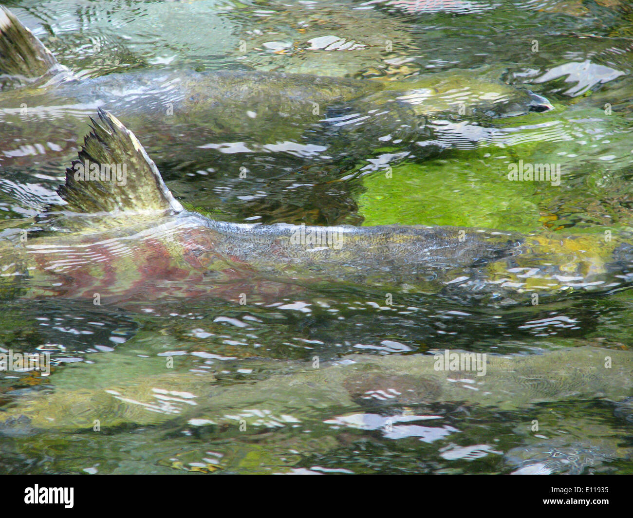 Fish gills close up hi-res stock photography and images - Alamy