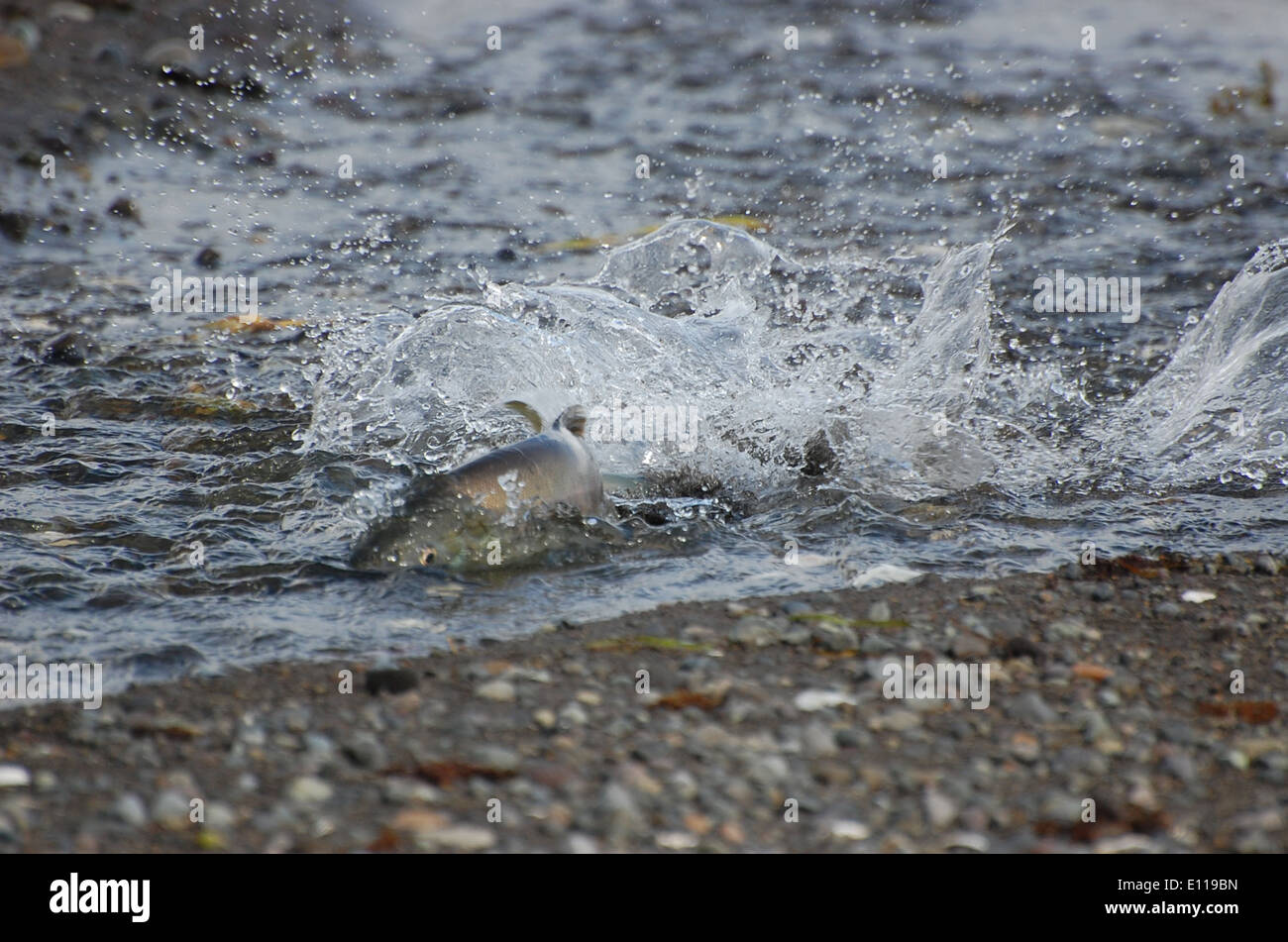 The trim on a residence in the Camp Crook area of Custer National ...