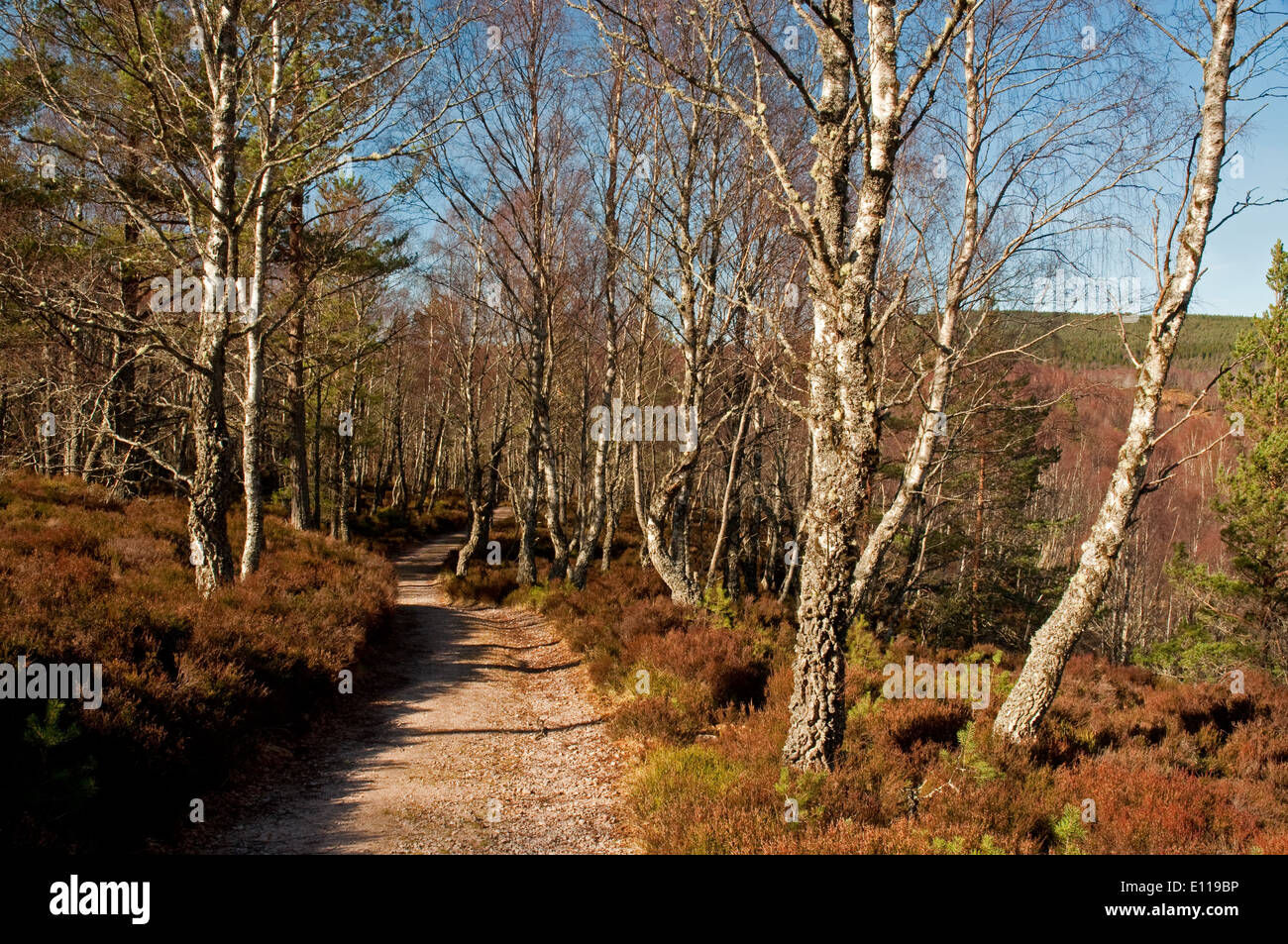Woodland Footpath to Sluggan Bridge Stock Photo - Alamy