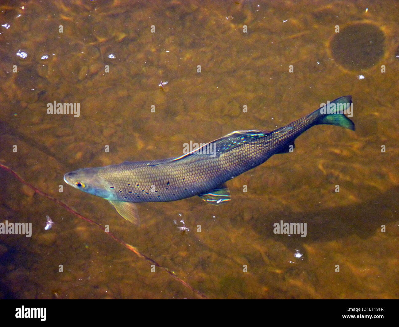 Arctic Grayling High Resolution Stock Photography and Images - Alamy