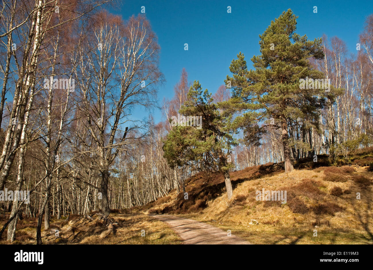 Woodland Footpath to Sluggan Bridge Stock Photo - Alamy