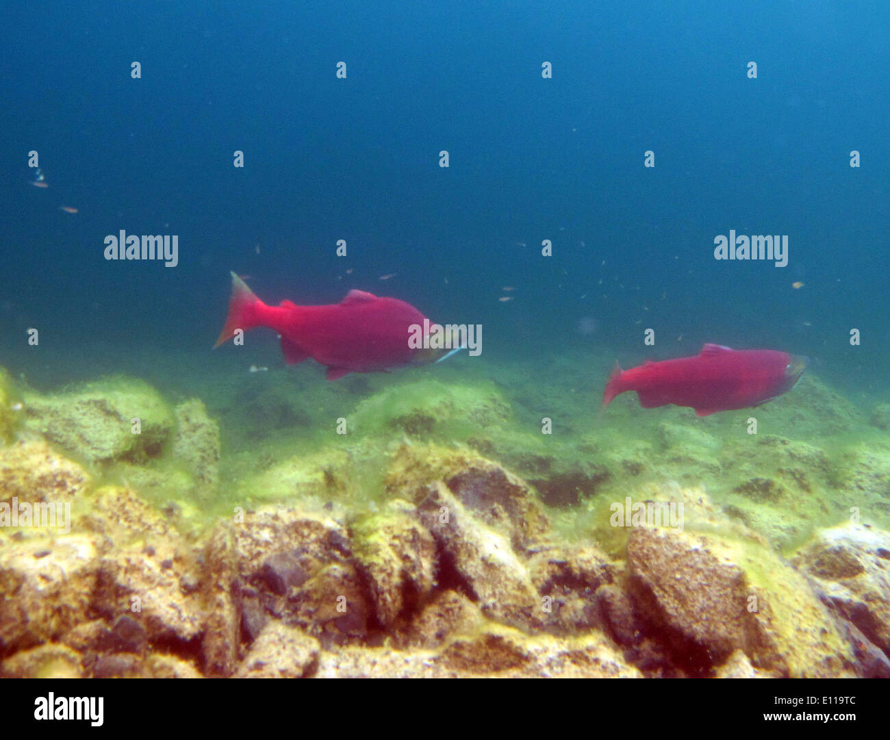 A pair of sockeye salmon is spotted in Hidden Lake, Alaska. These red ...
