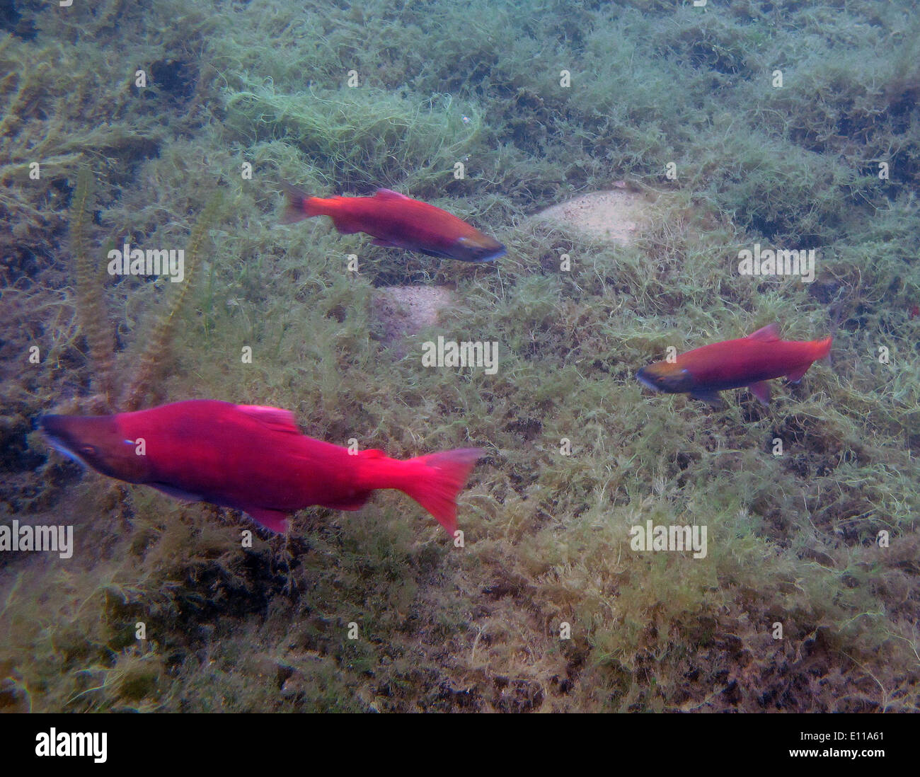 Research on the life history variation of sockeye salmon in Hidden Lake ...