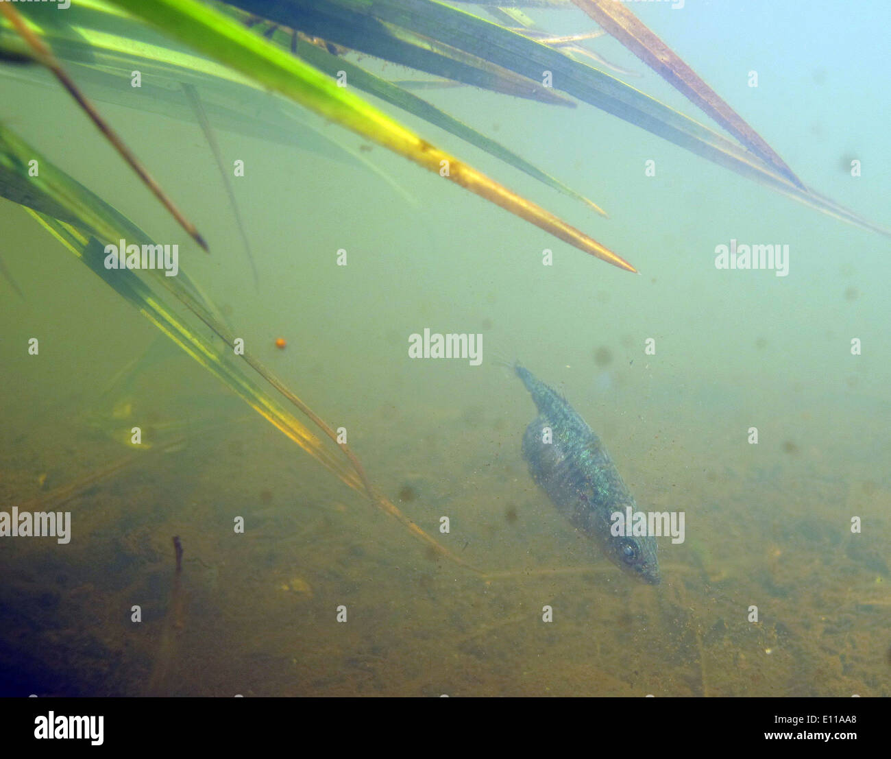 Stickleback female hi-res stock photography and images - Alamy
