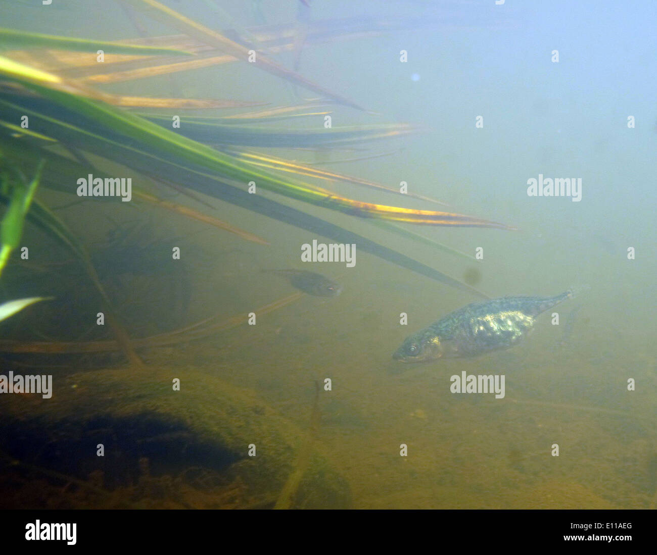Three spined sticklebacks, hi-res stock photography and images - Alamy
