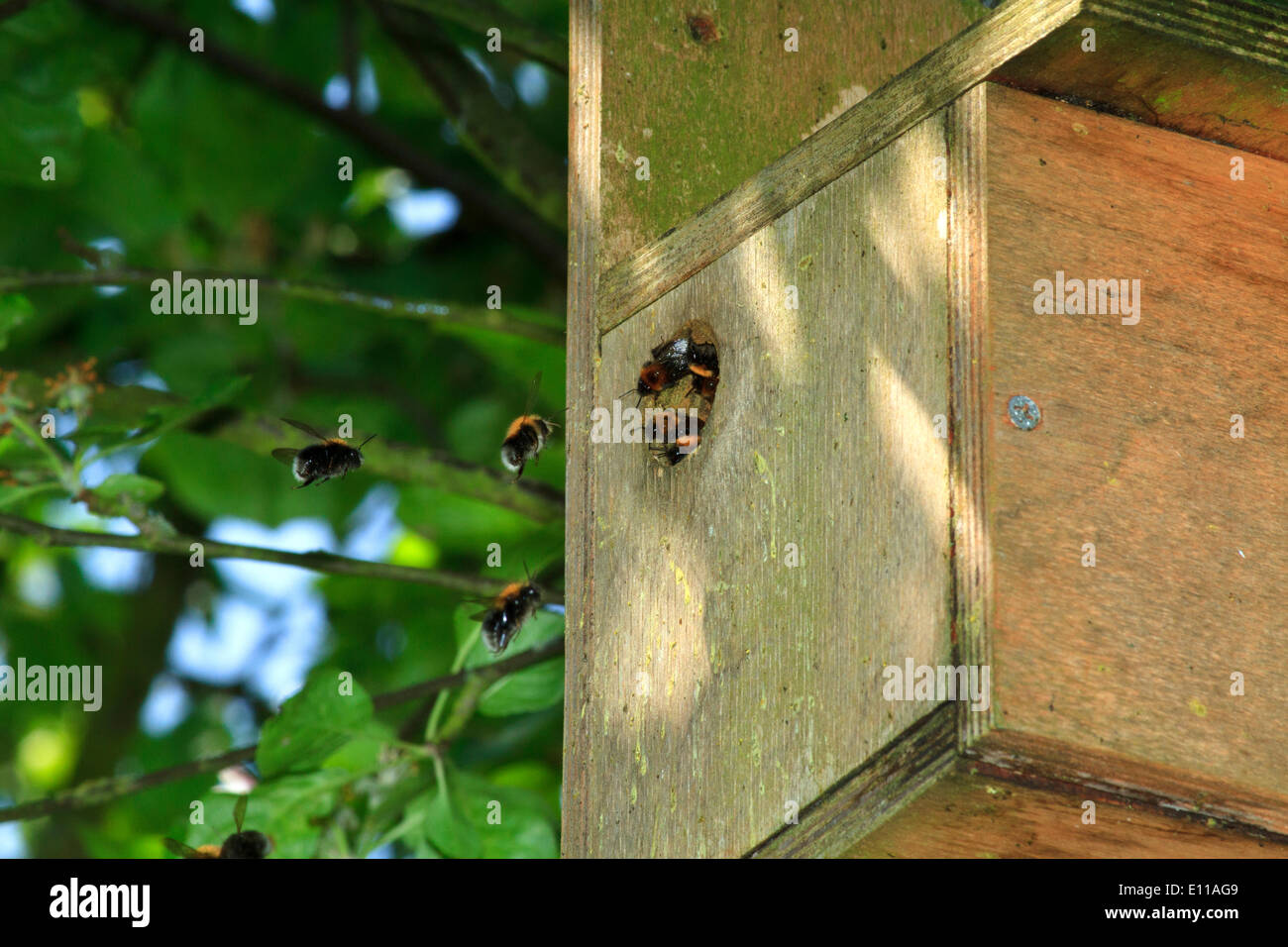 The tree bee. Invasive non-native species. INNS. Tree bumblebee ...