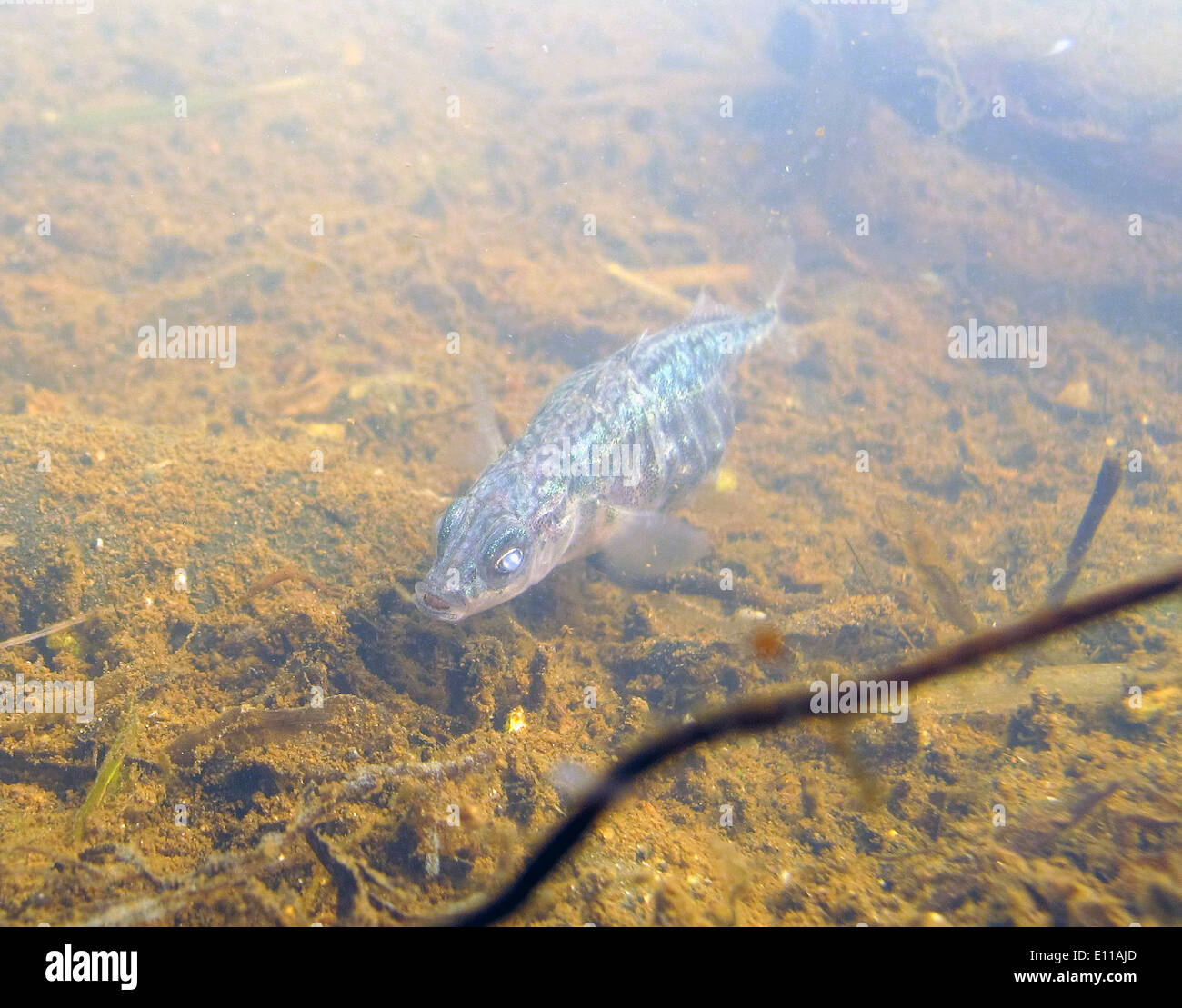 3 spine stickleback female Stock Photo - Alamy