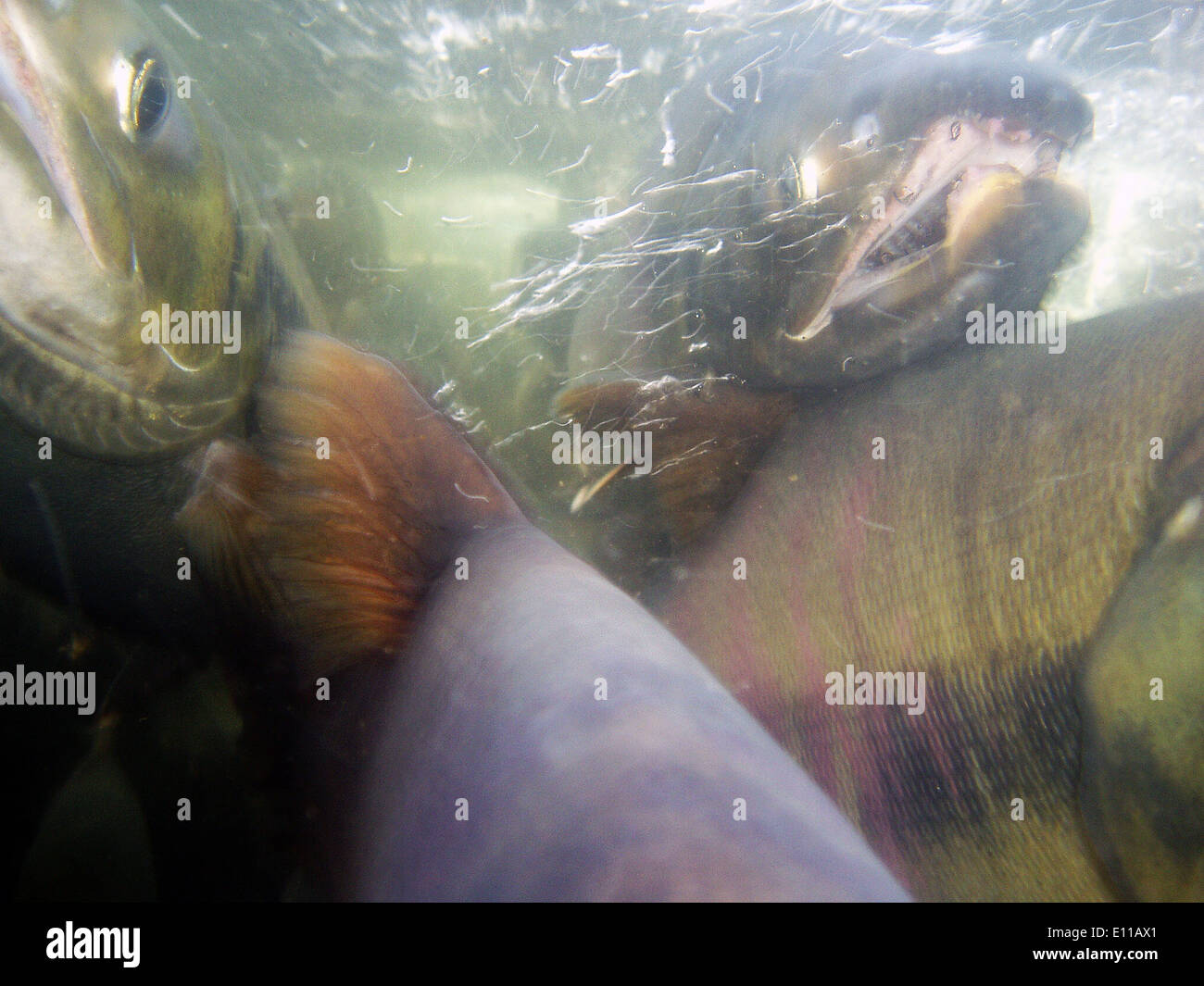 Salmonmigration hi-res stock photography and images - Alamy