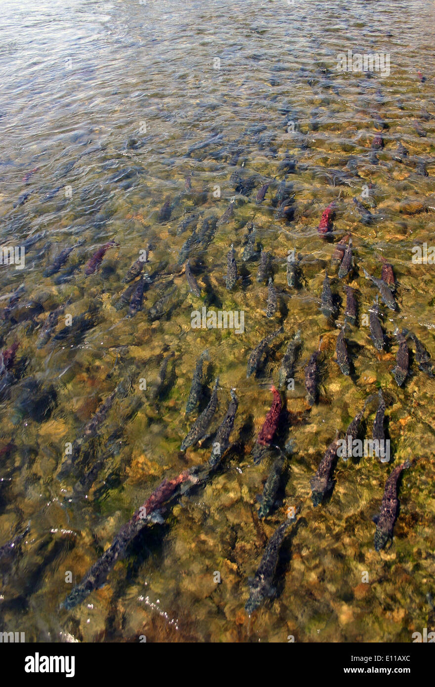 Salmon migration in Alaska is a natural phenomenon where millions of ...