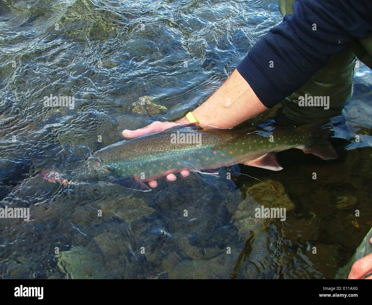 Dolly catch hi-res stock photography and images - Alamy
