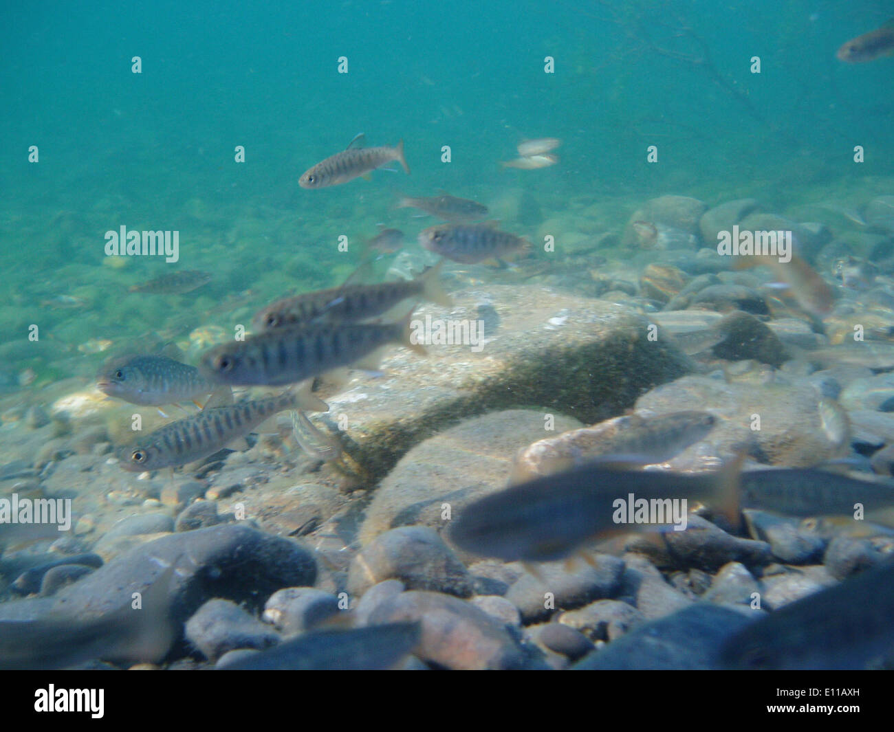 A school of juvenile salmonids, commonly known as young salmon ...