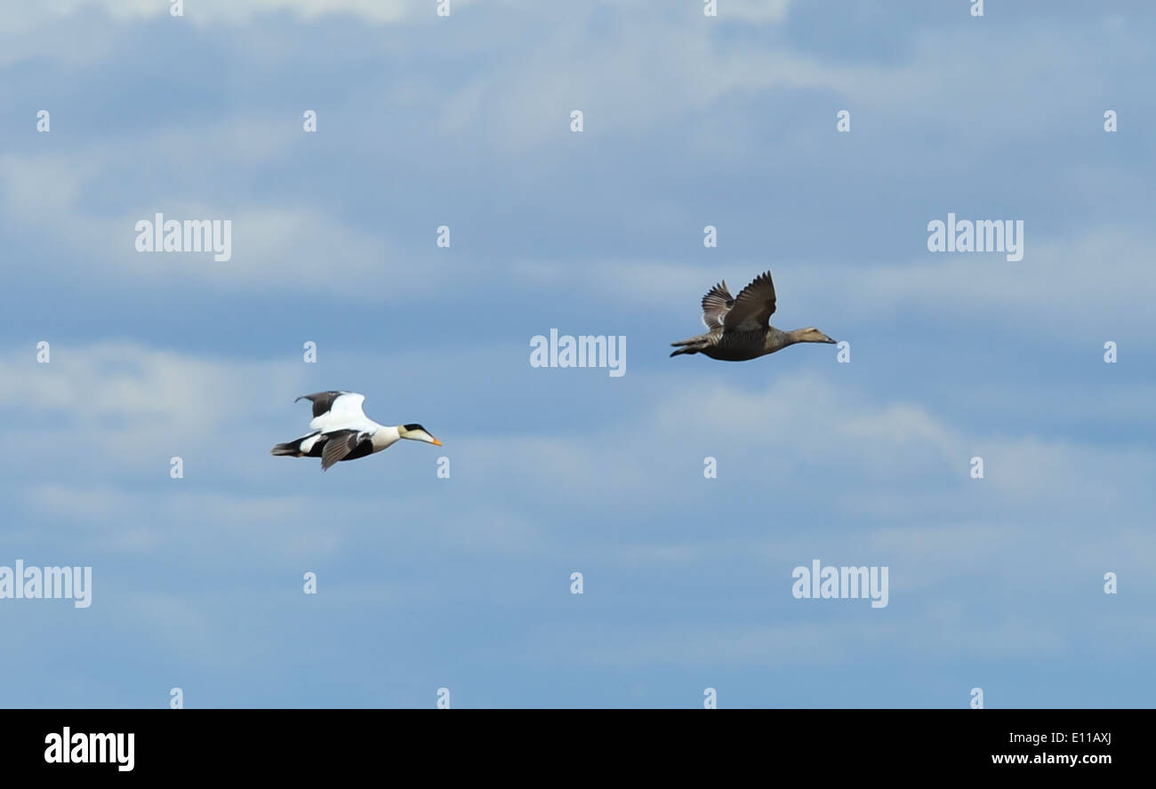 Breeding eider pair hi-res stock photography and images - Alamy