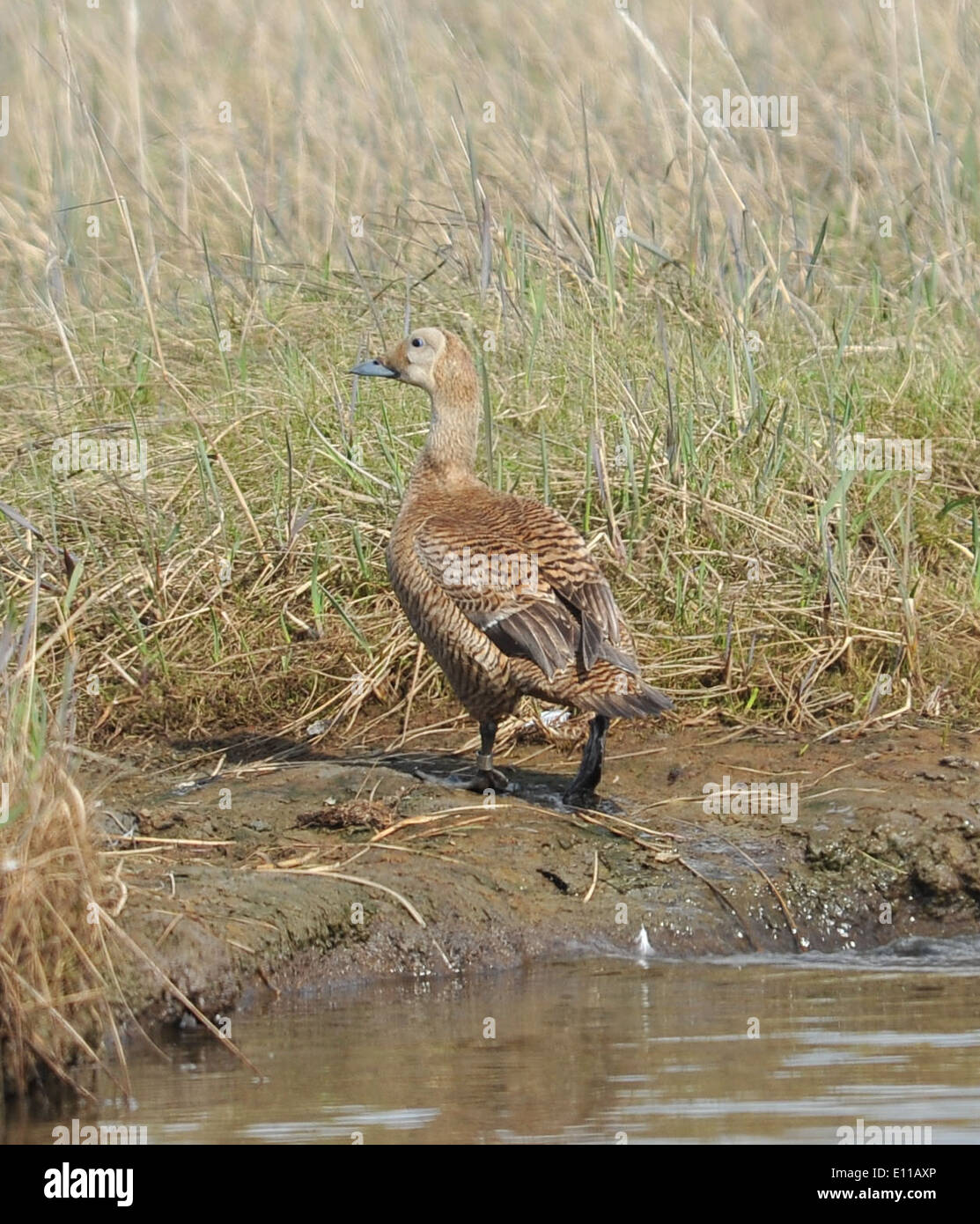 Female spectacled eider hi-res stock photography and images - Alamy