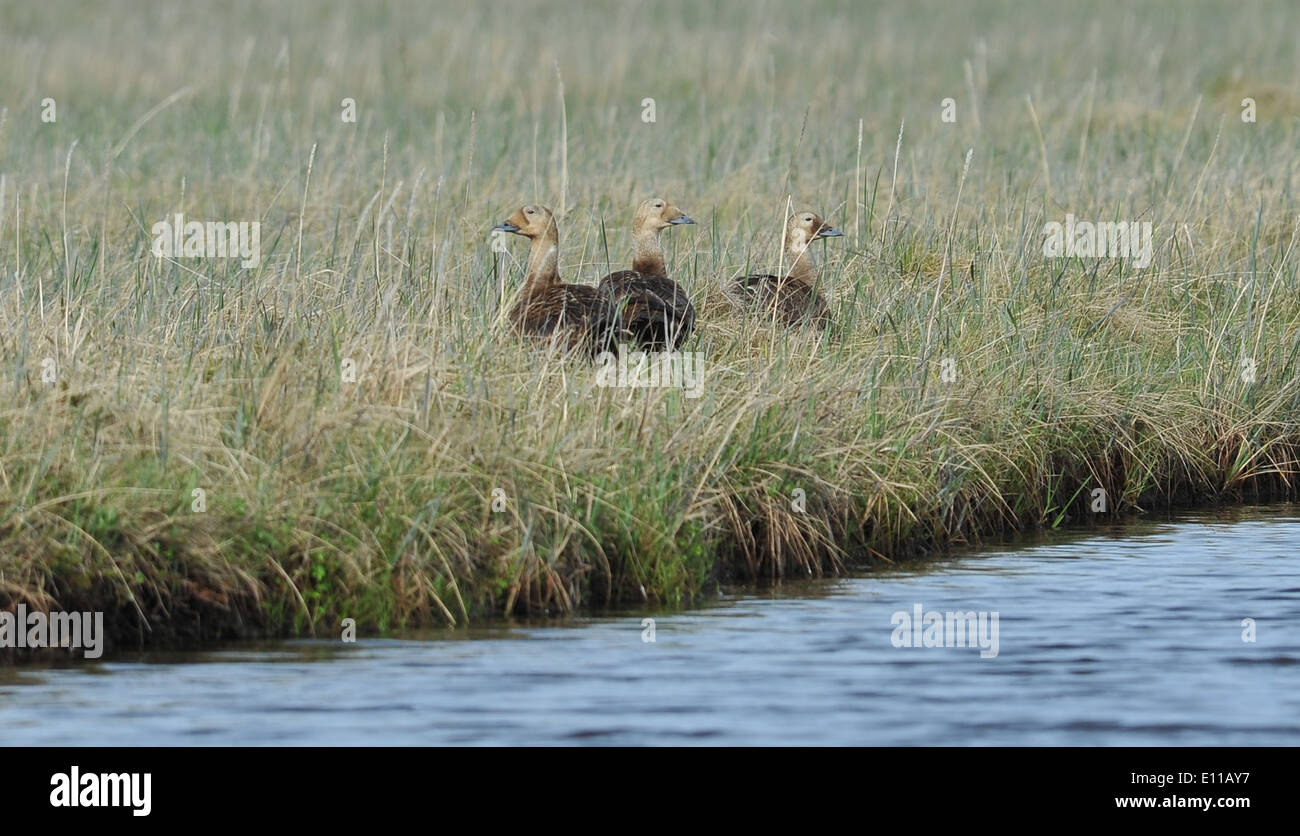 Spectacled Eider females Stock Photo - Alamy