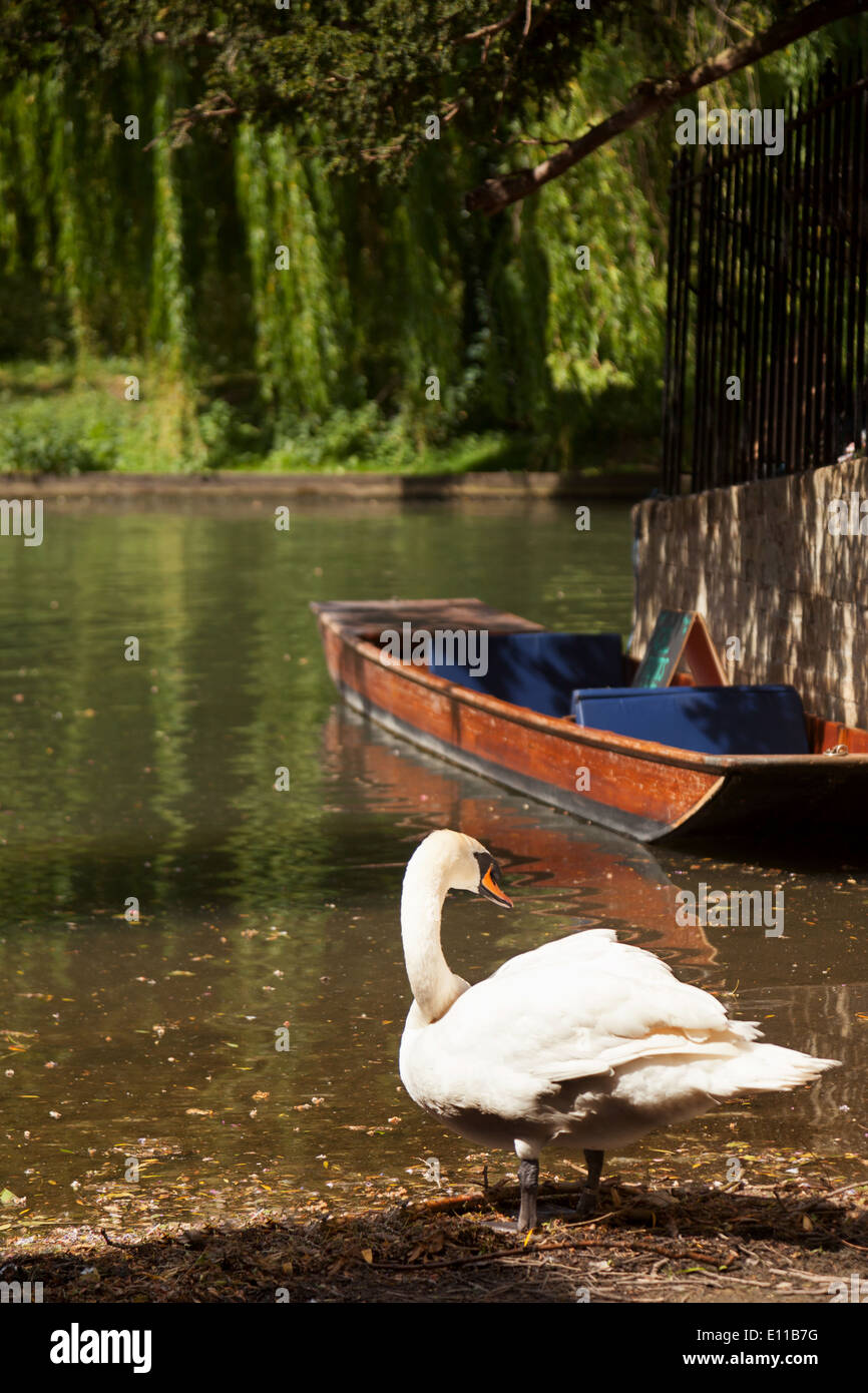Cambridge england river swan hi-res stock photography and images - Alamy