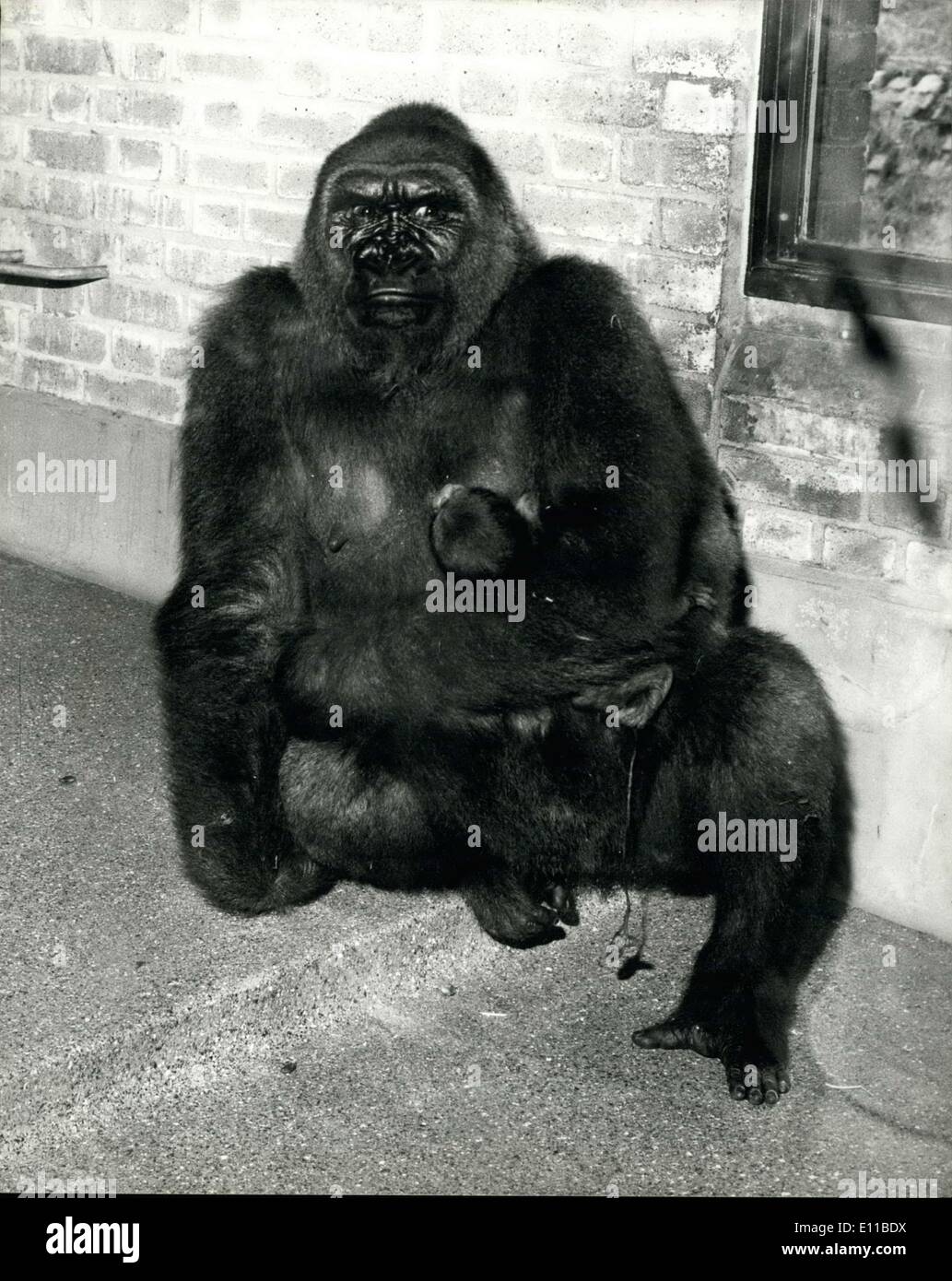 Jul. 16, 1976 - New Baby Gorilla Born At The London Zoo: Lomie, the 11 ...