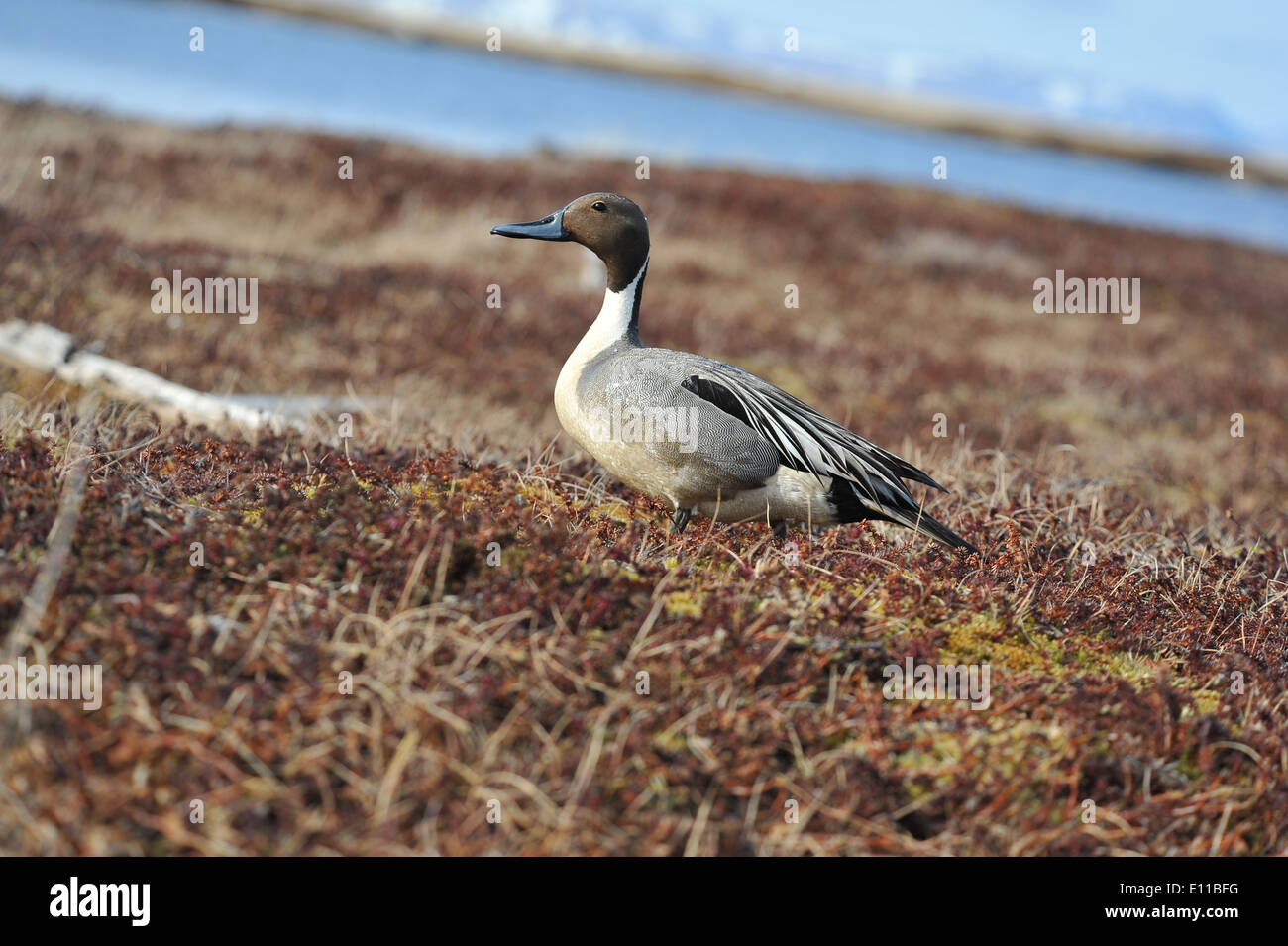Pintail and alaska hi-res stock photography and images - Alamy