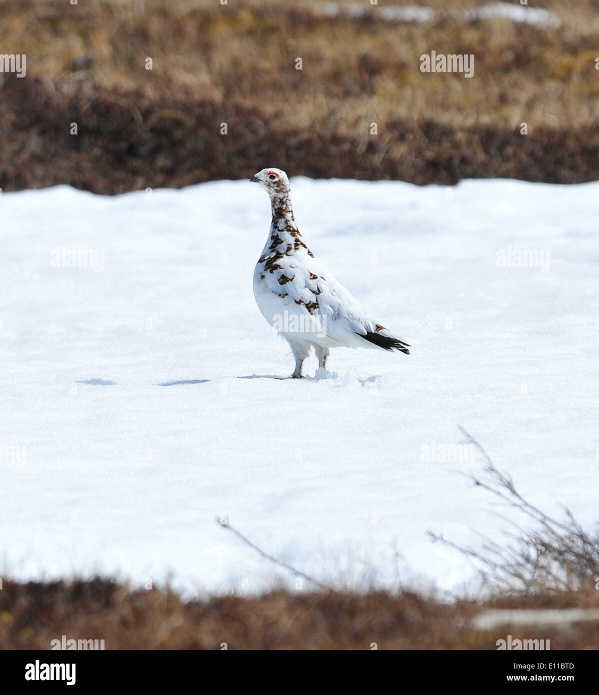 Native to boreal forest and arctic tundra hi-res stock photography and ...