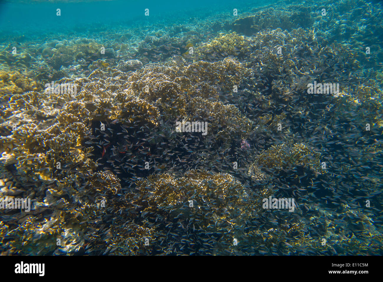 Thousands tiny fish swimming in hi-res stock photography and images - Alamy