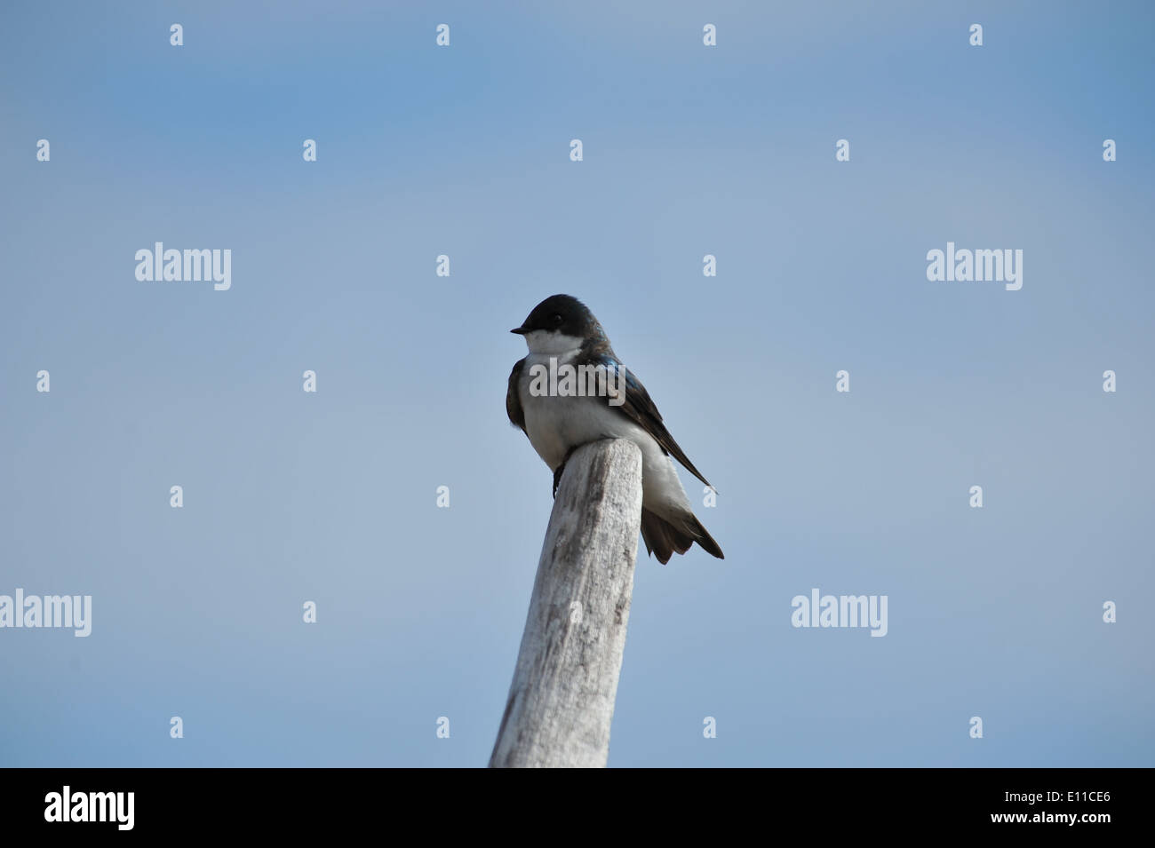 Insect acrobatics hi-res stock photography and images - Alamy