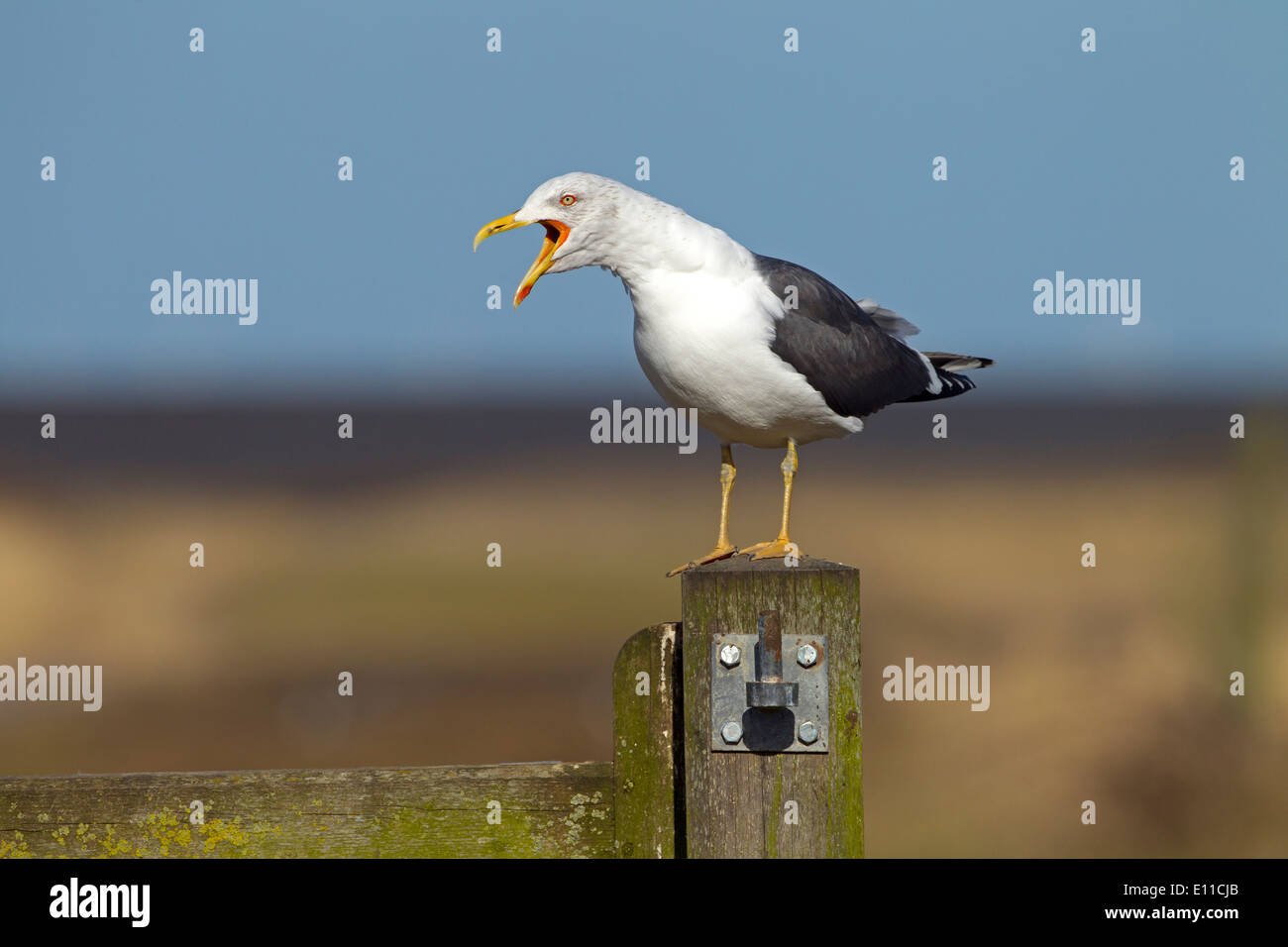 Larus fuscus east anglia hi-res stock photography and images - Alamy