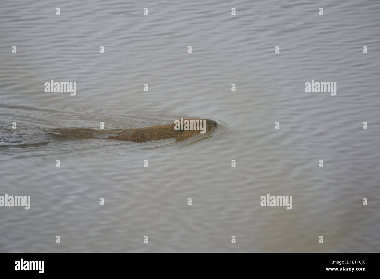 A beaver spotted in the summer in the Yukon Delta Slough of Alaska ...