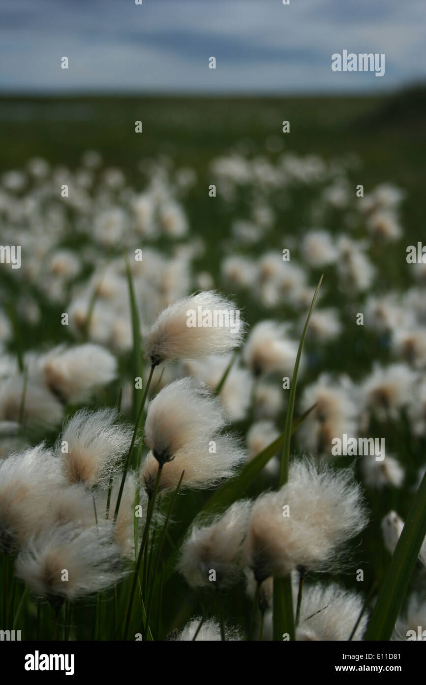 Alaska cotton flower hi-res stock photography and images - Alamy
