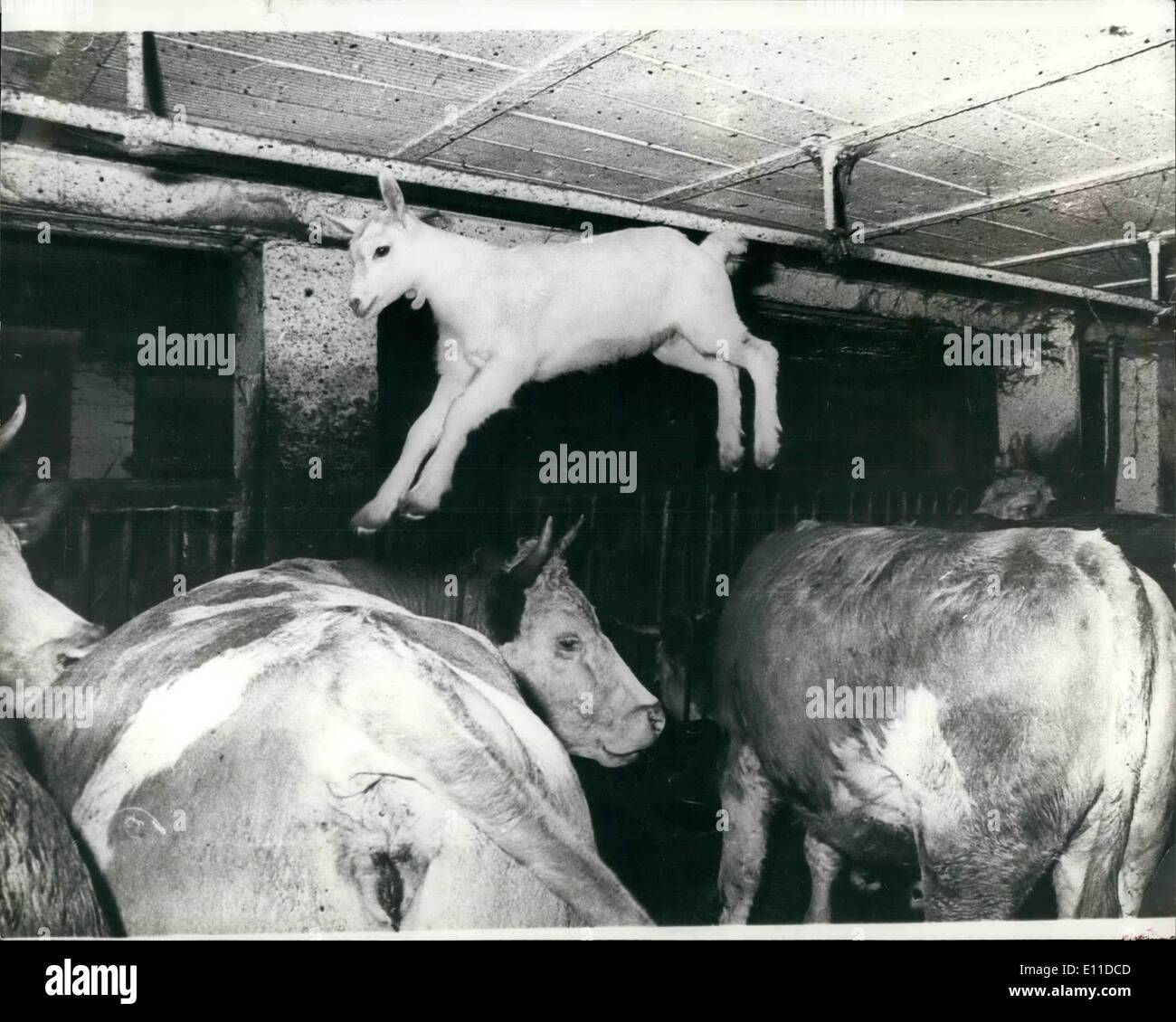 The Cow That Jumped Over The Moon High Resolution Stock Photography and ...