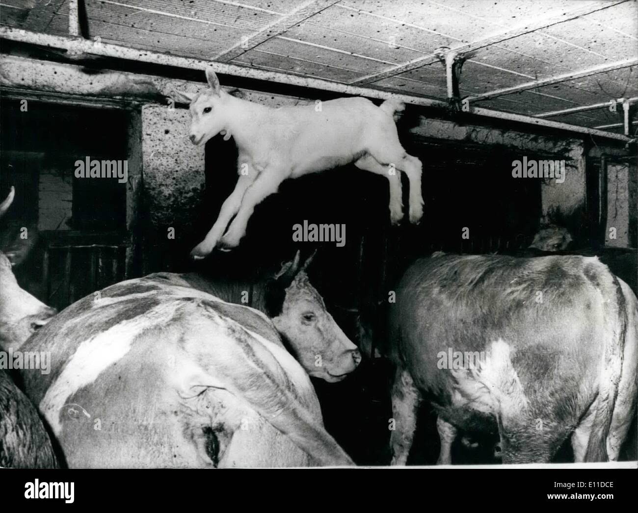 Cow goat hi-res stock photography and images - Alamy