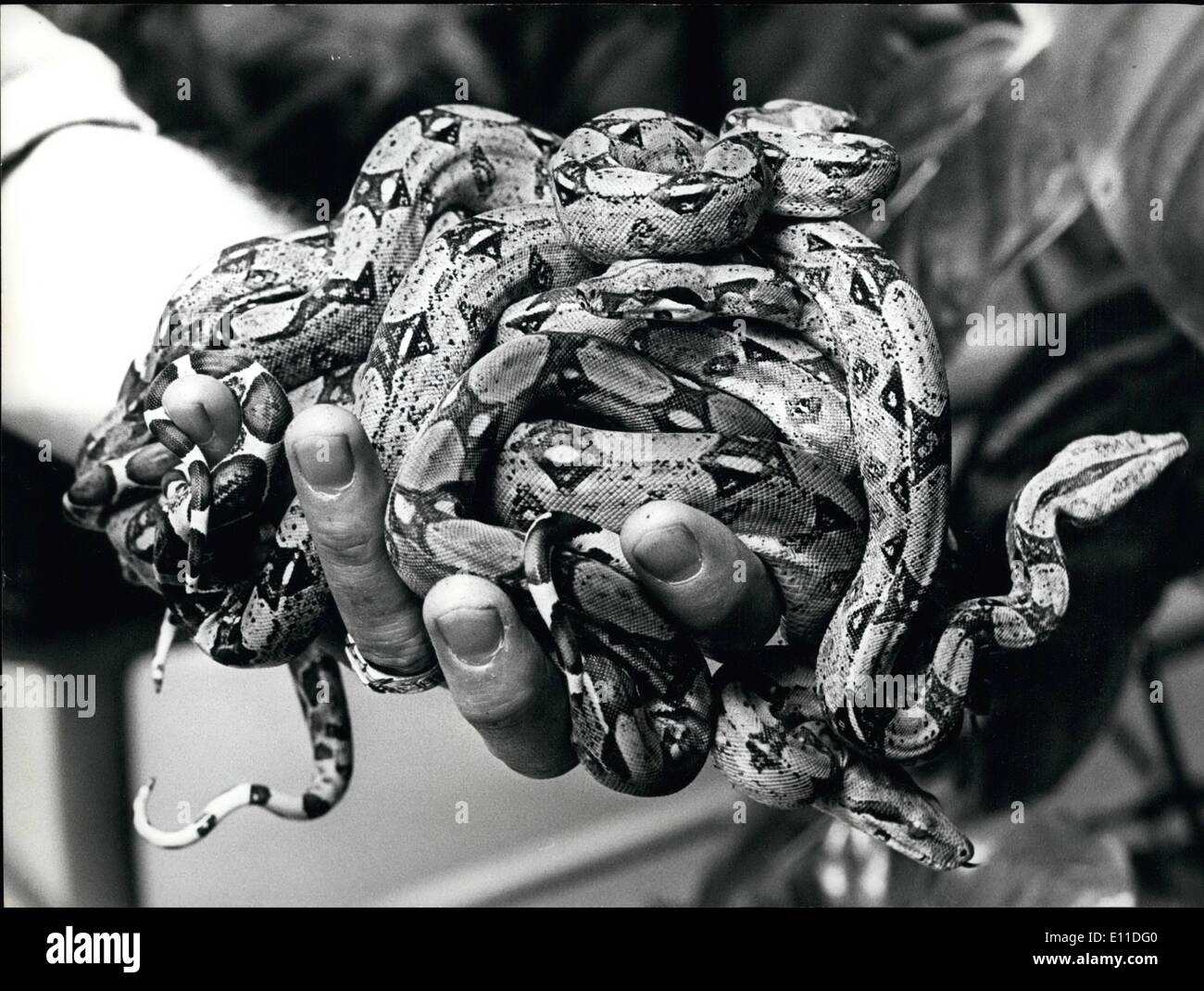 Boas snakes are among hi-res stock photography and images - Alamy