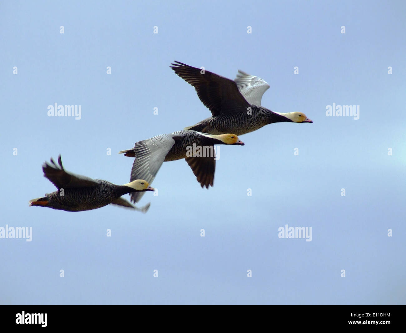 Emperor geese in flight during the summer season over Alaska ...