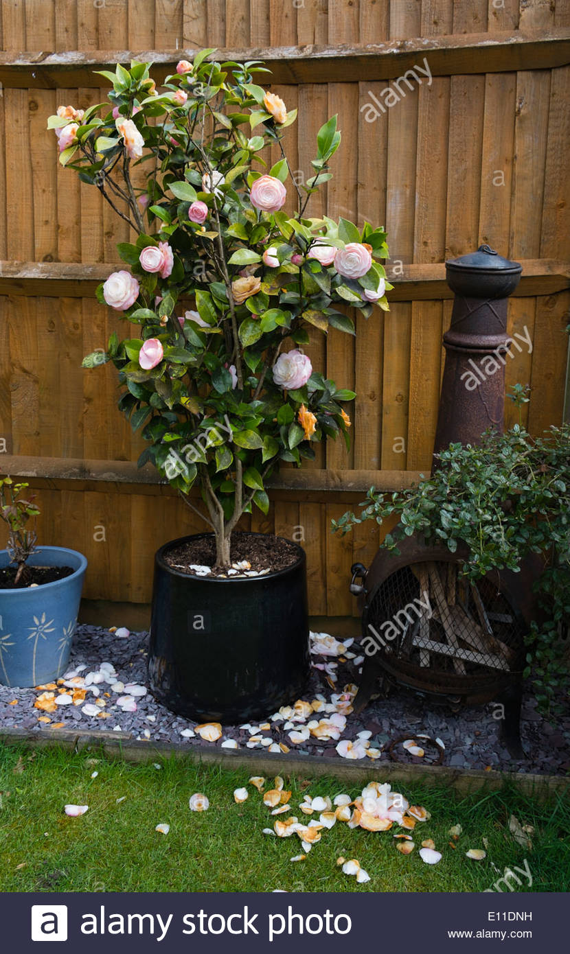 Frost Damaged Pot High Resolution Stock Photography and Images - Alamy