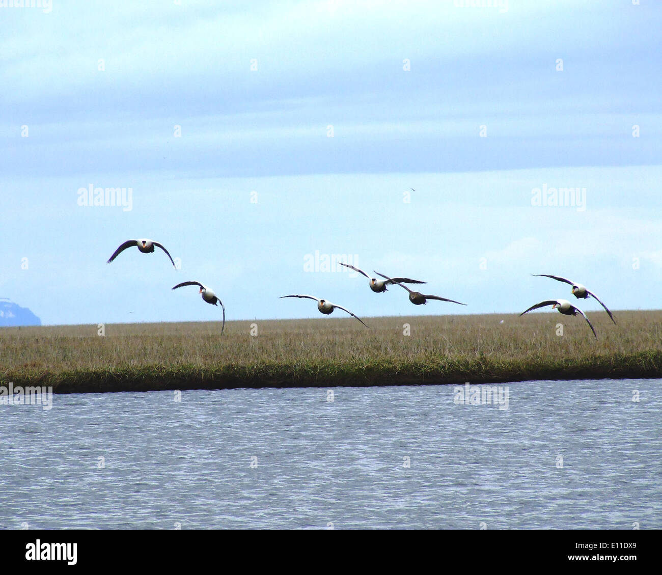 A flock of common eiders, sea ducks native to Alaska, is observed in ...