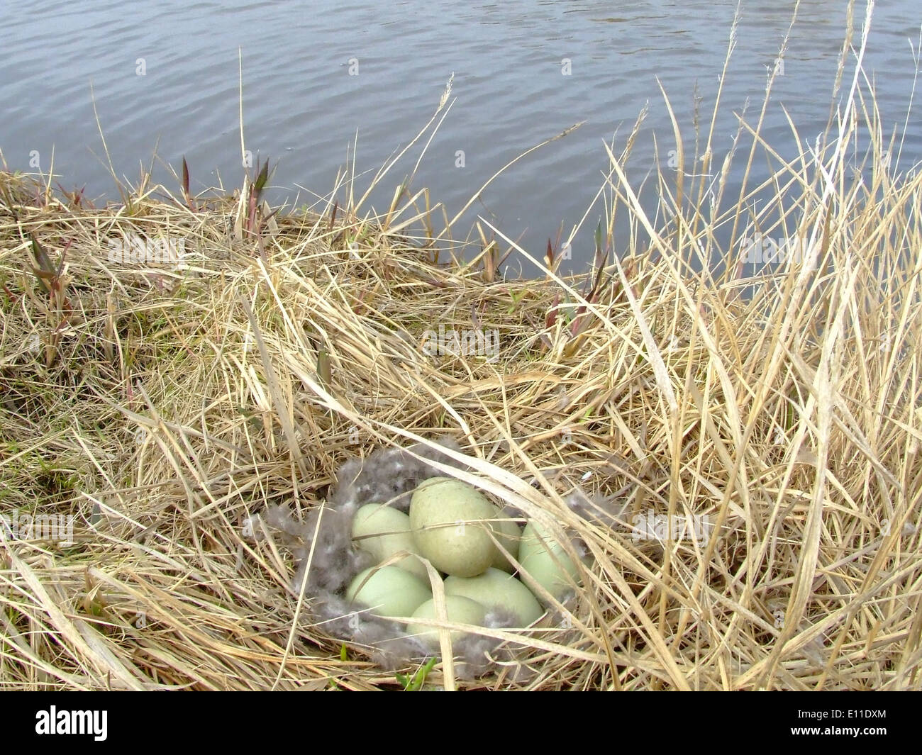 The Common Eider, a species of sea duck, nests in Alaska during the ...