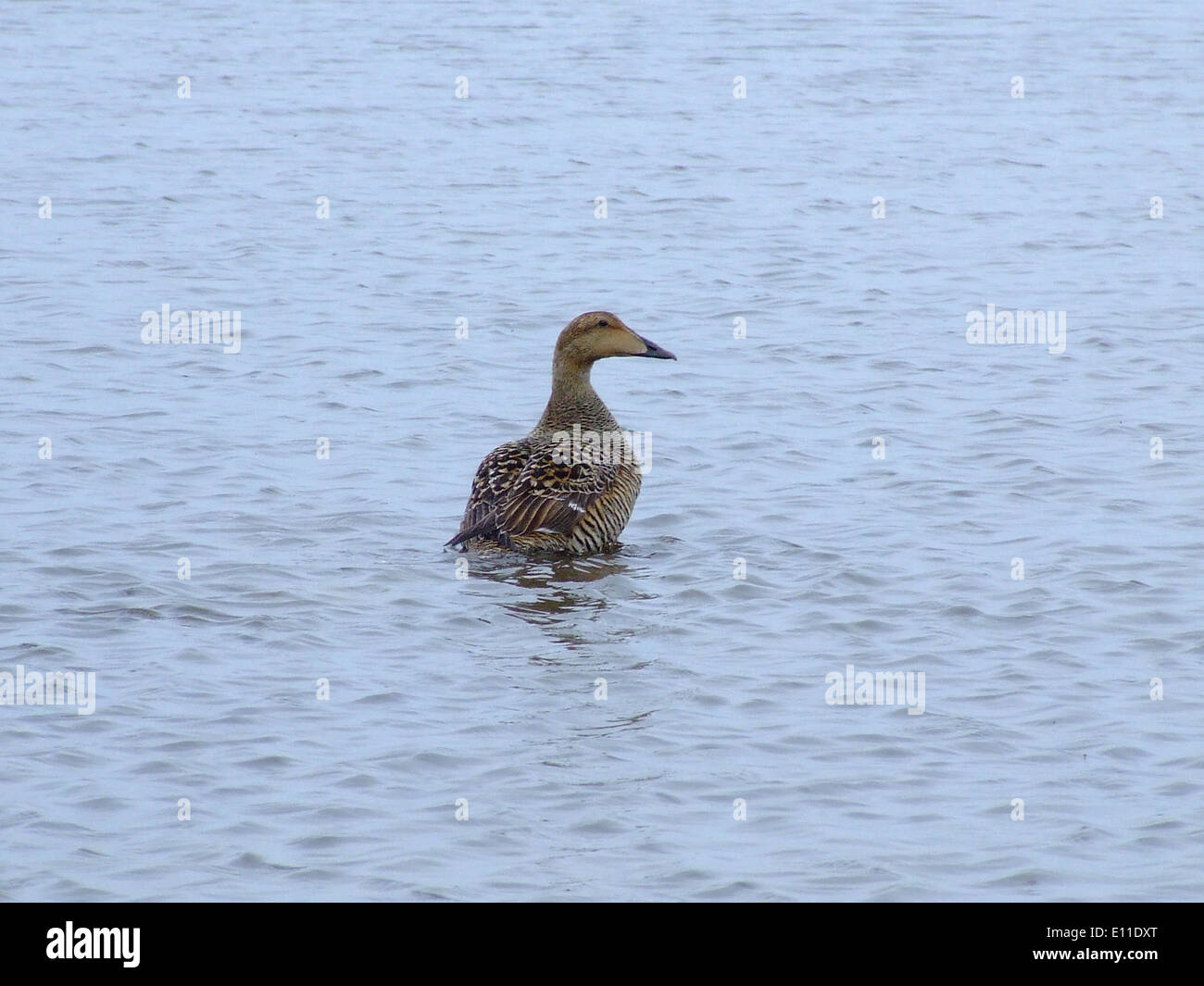 Common eider hen hi-res stock photography and images - Alamy
